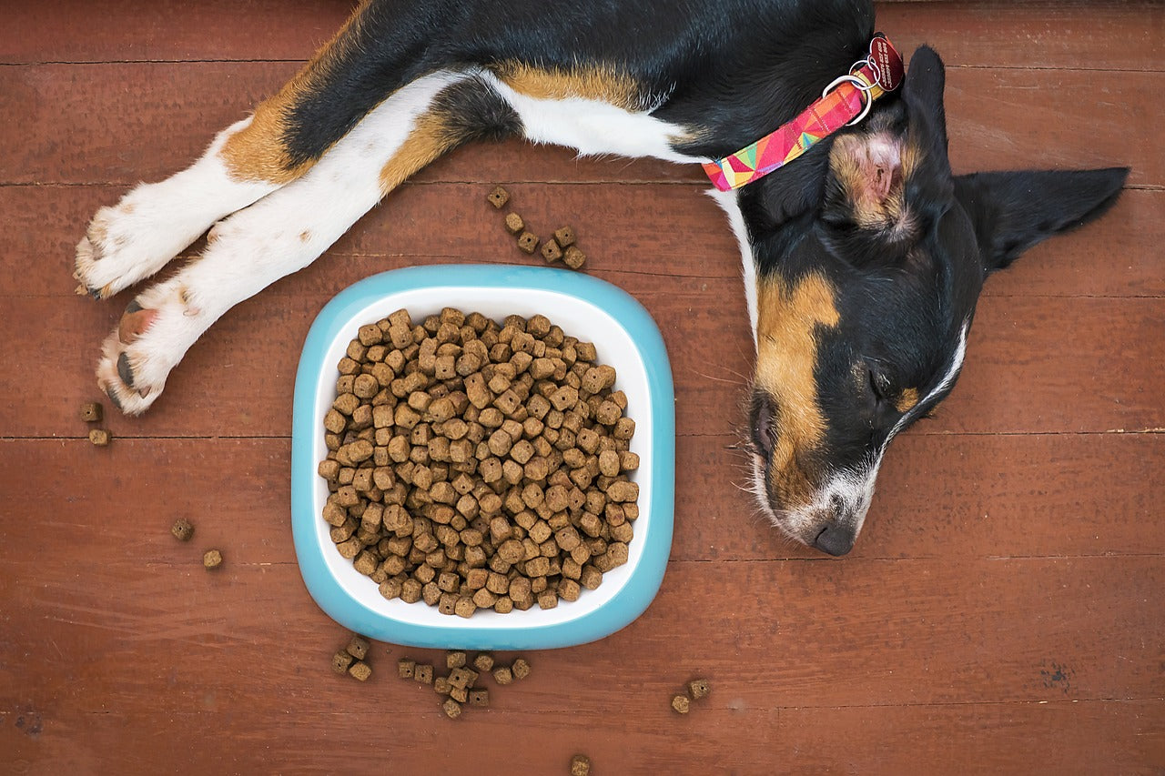 Why Slow Feeders Are a Game-Changer for Your Dog’s Health and Happiness ...